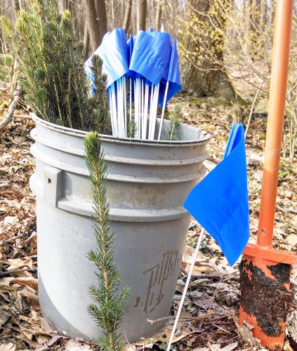 Planting bare-root seedlings in spring | News, Sports, Jobs - The Express